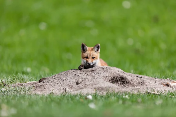 Fox poop Stock Photos, Royalty Free Fox poop Images | Depositphotos