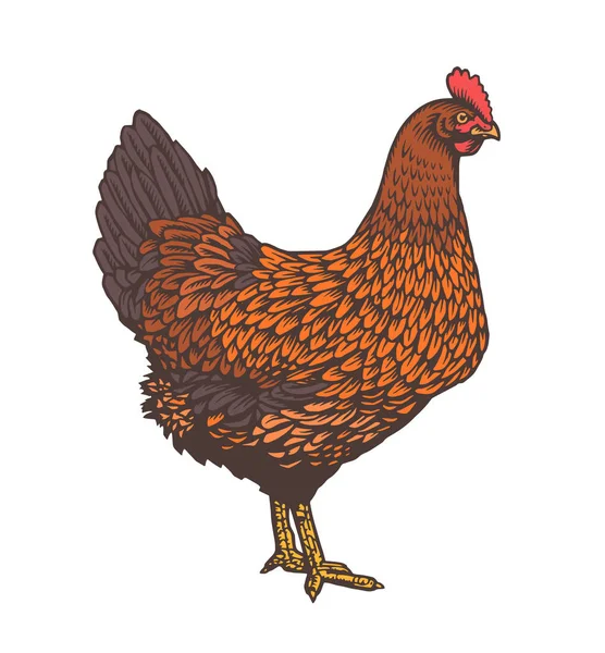 Red Hen Clipart
