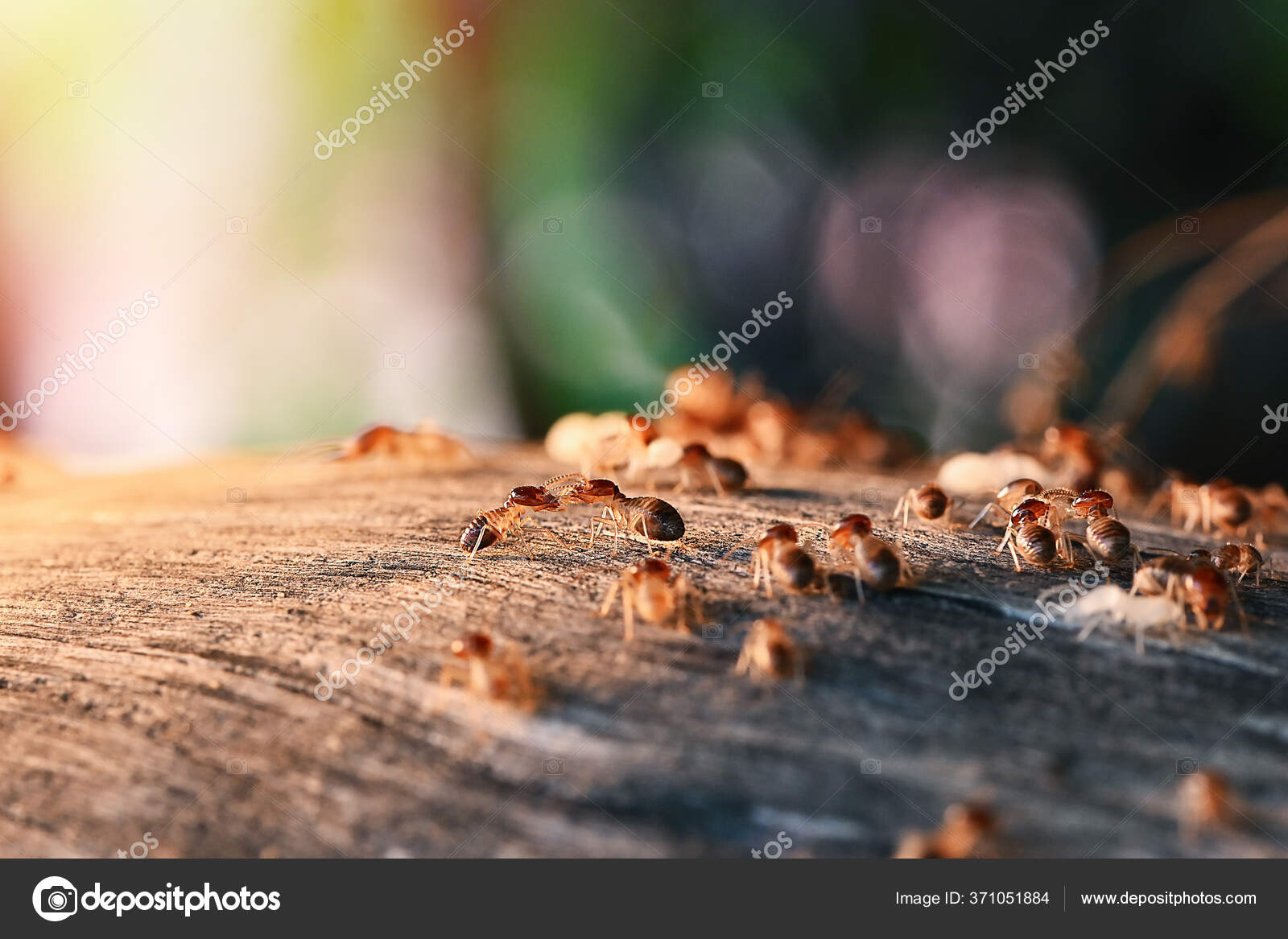 Colonia Termitas Las Termitas Comen Madera Termitas Que Salen ...