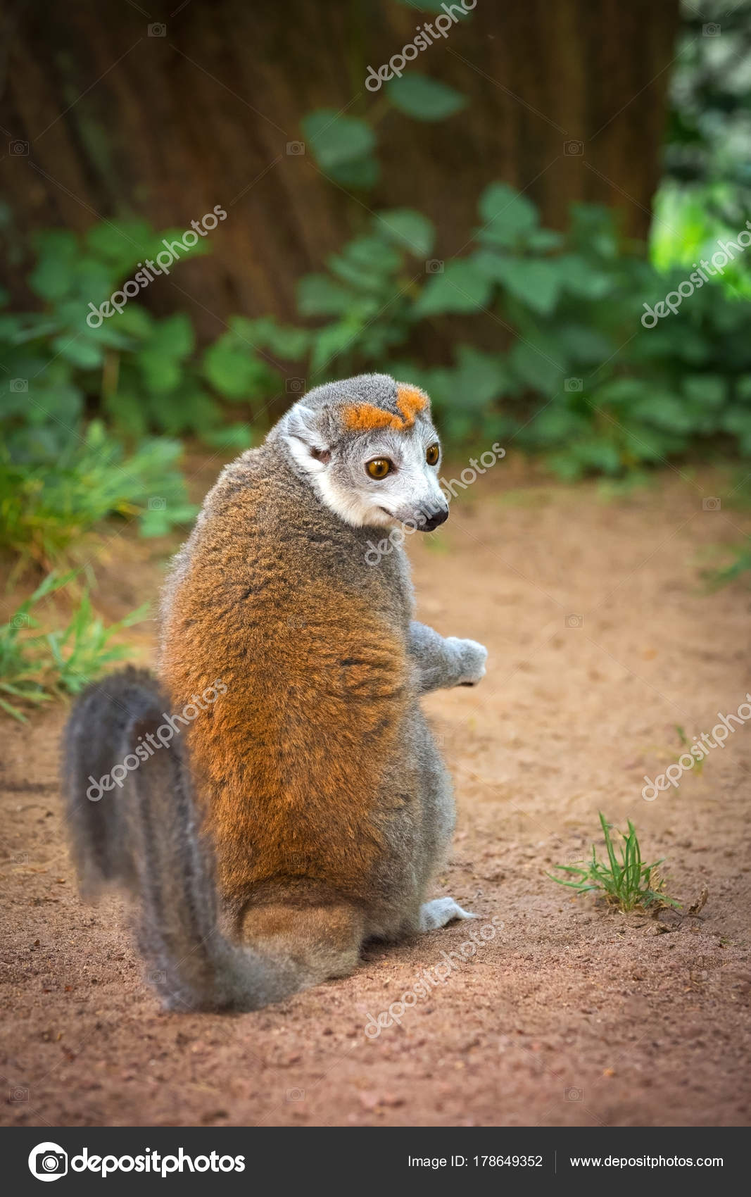 Adult male crowned lemur (Eulemur coronatus) sitting on the ground ...