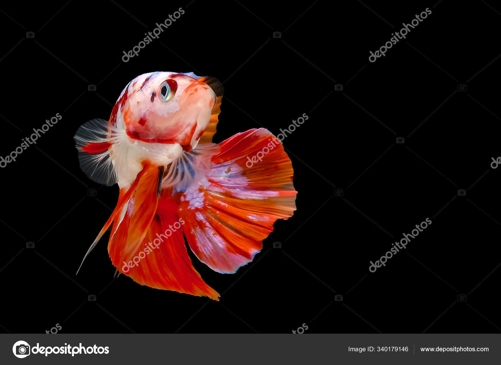 Wild Betta Fish Siamese Fighting Fish Pla Kad Biting Fish Stock ...