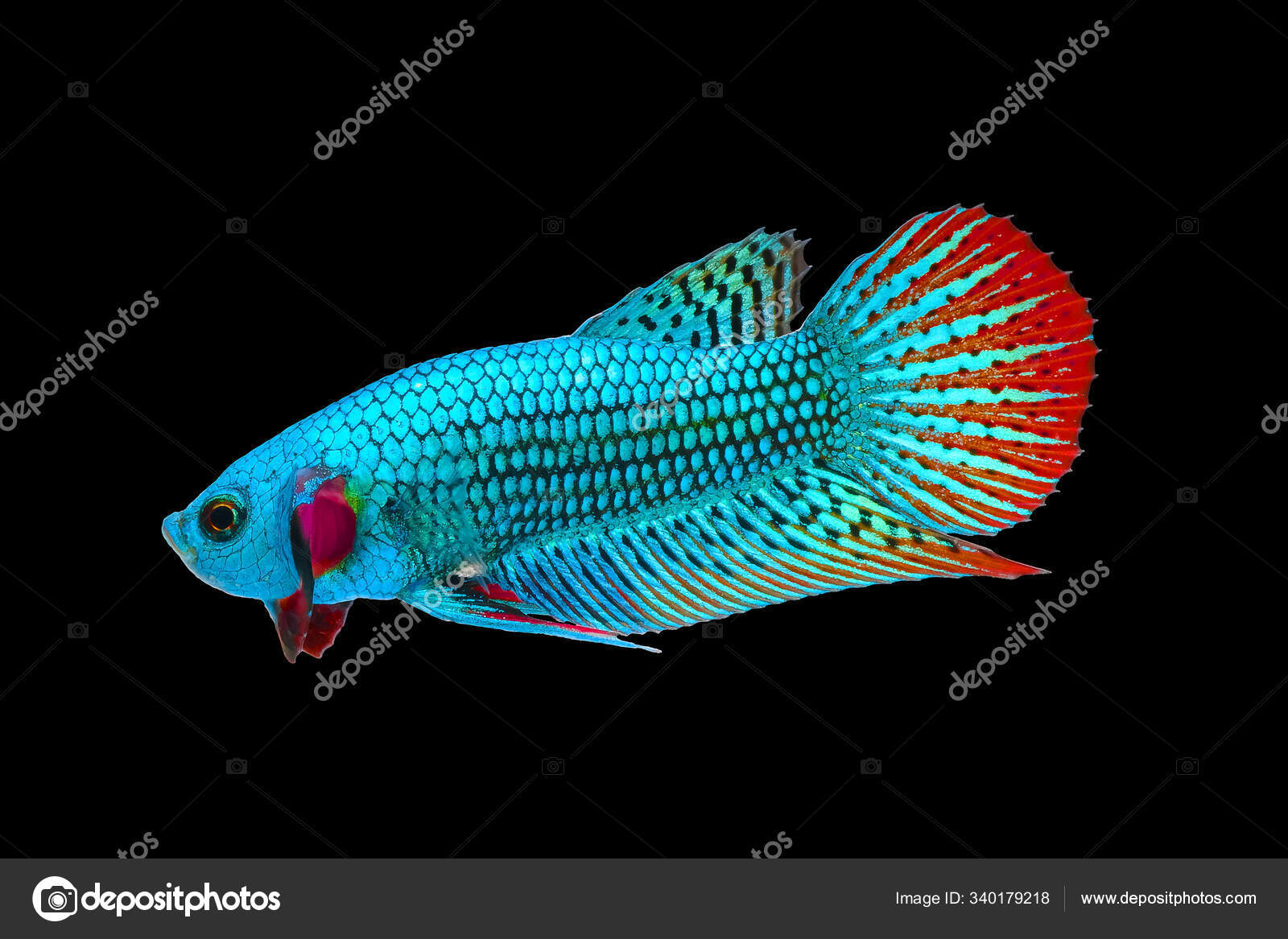 Wild Etta Fish Siamese Fighting Fish Pla Kad Biting Fish — Stock Photo ...