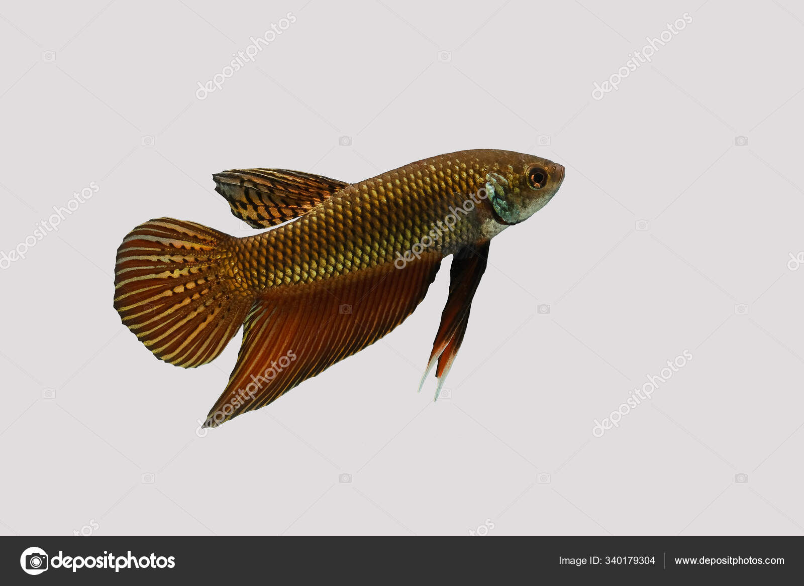 Wild Siamese Fighting Fish