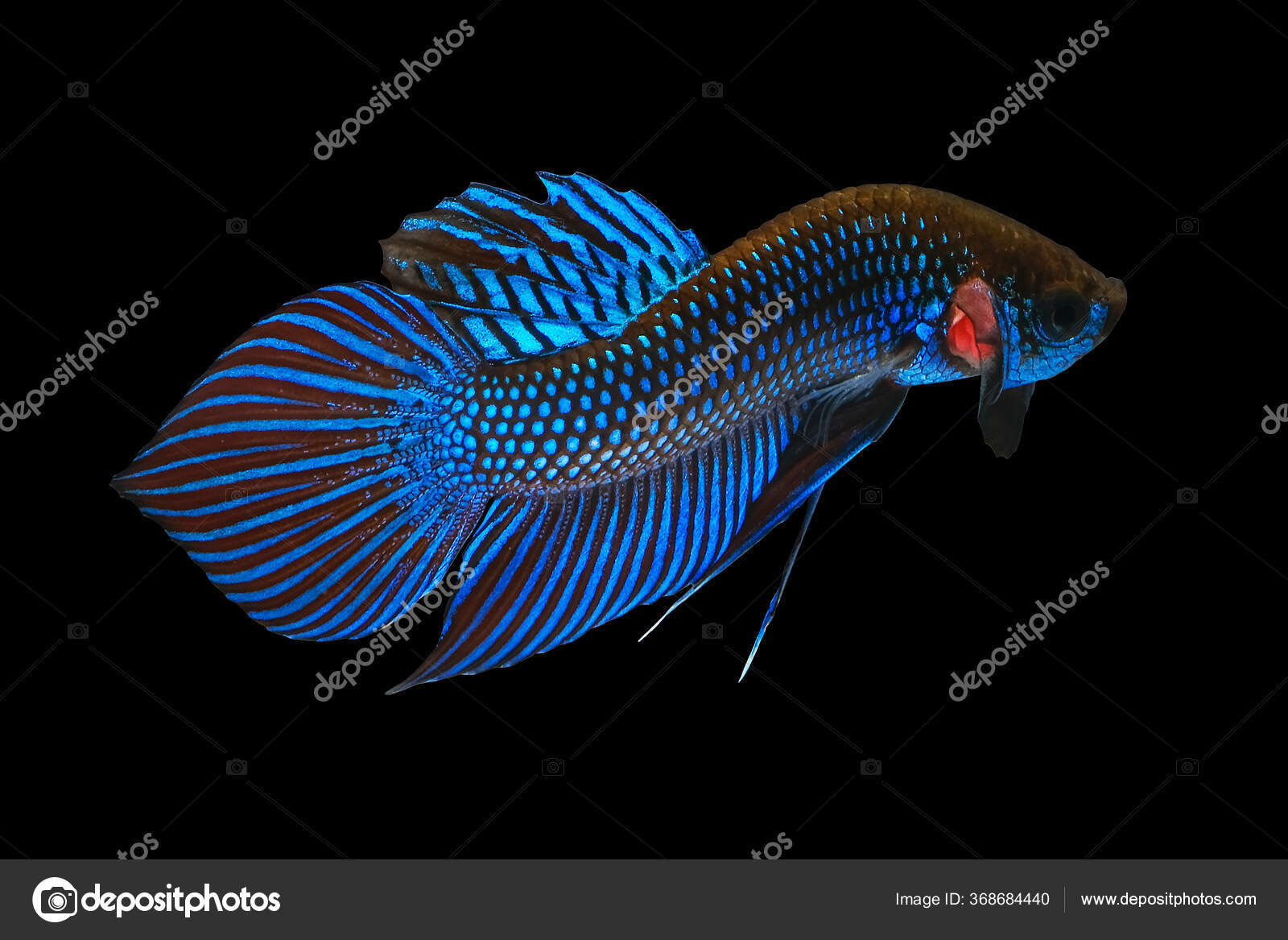 Blue Wild Betta Fish Siamese Fighting Fish Pla Kad Biting — Stock Photo ...