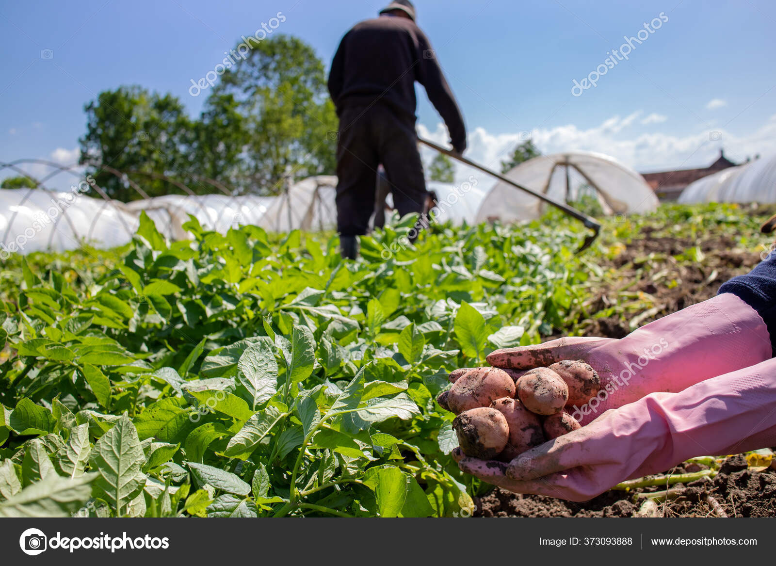 Farm Workers Harvesting Potatoes Old Fashioned Manual Method Harvesting ...