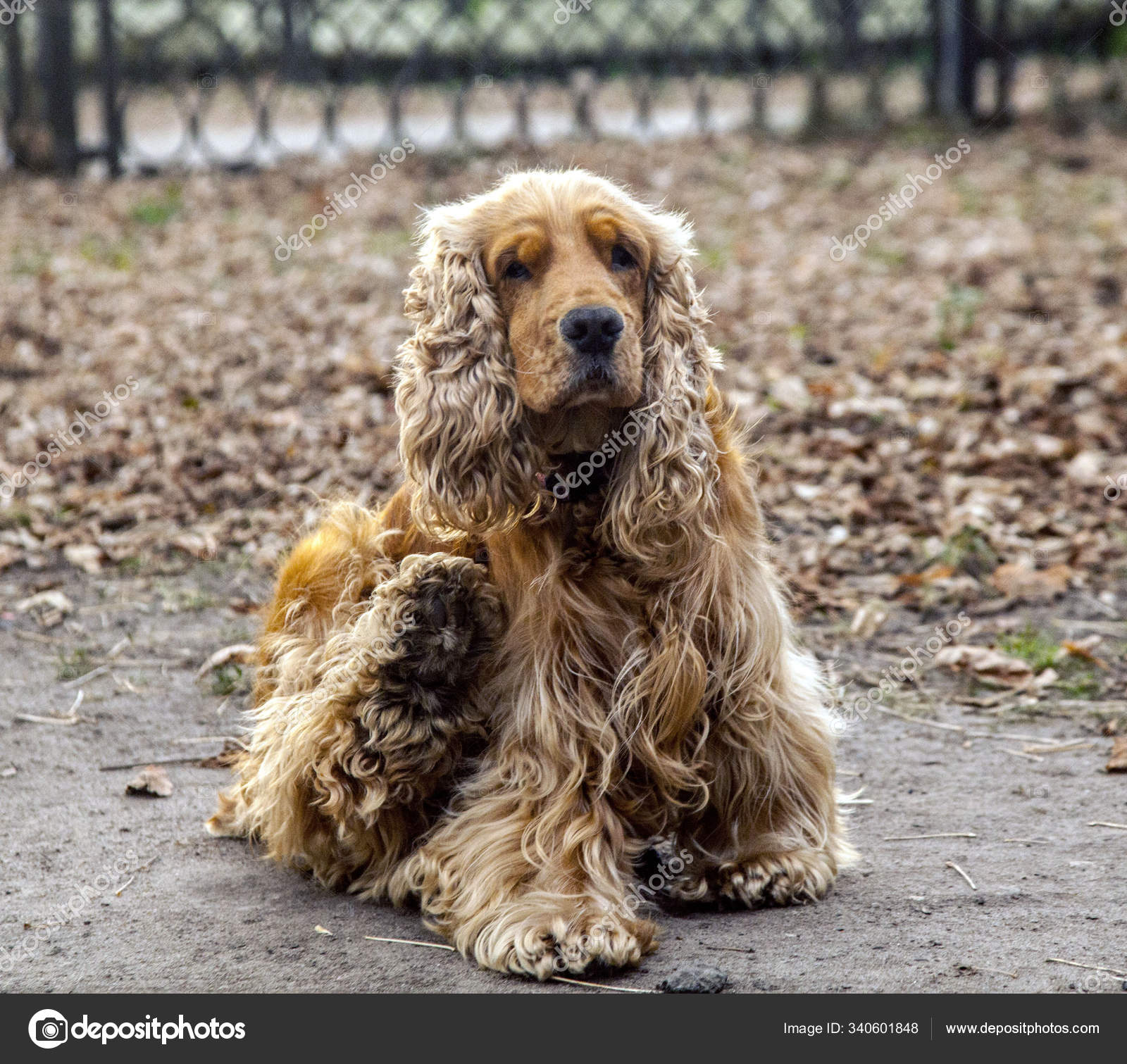 Itchy American Cocker Spaniel