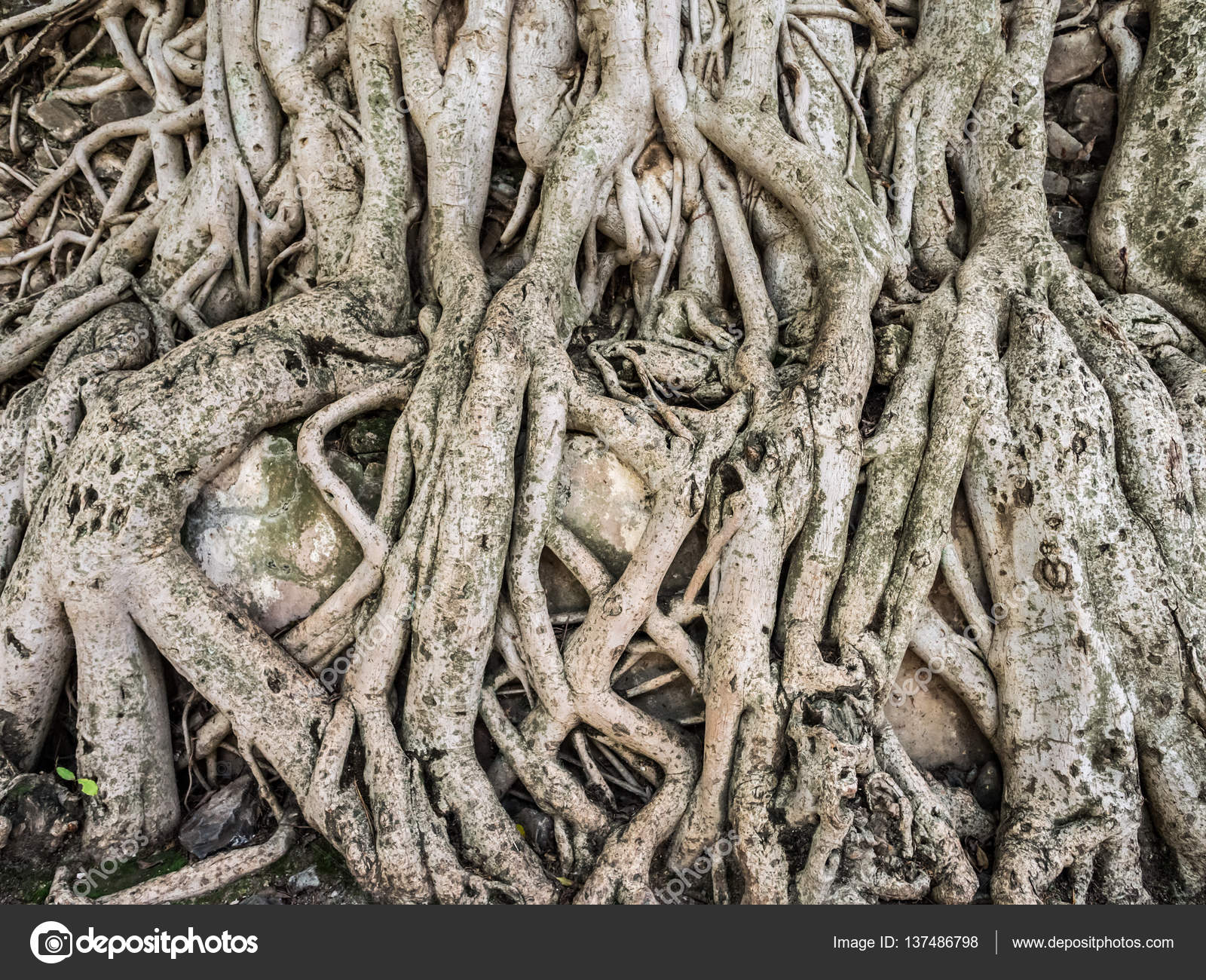 Dry Tree roots — Stock Photo © magdalena.paluchowska #137486798