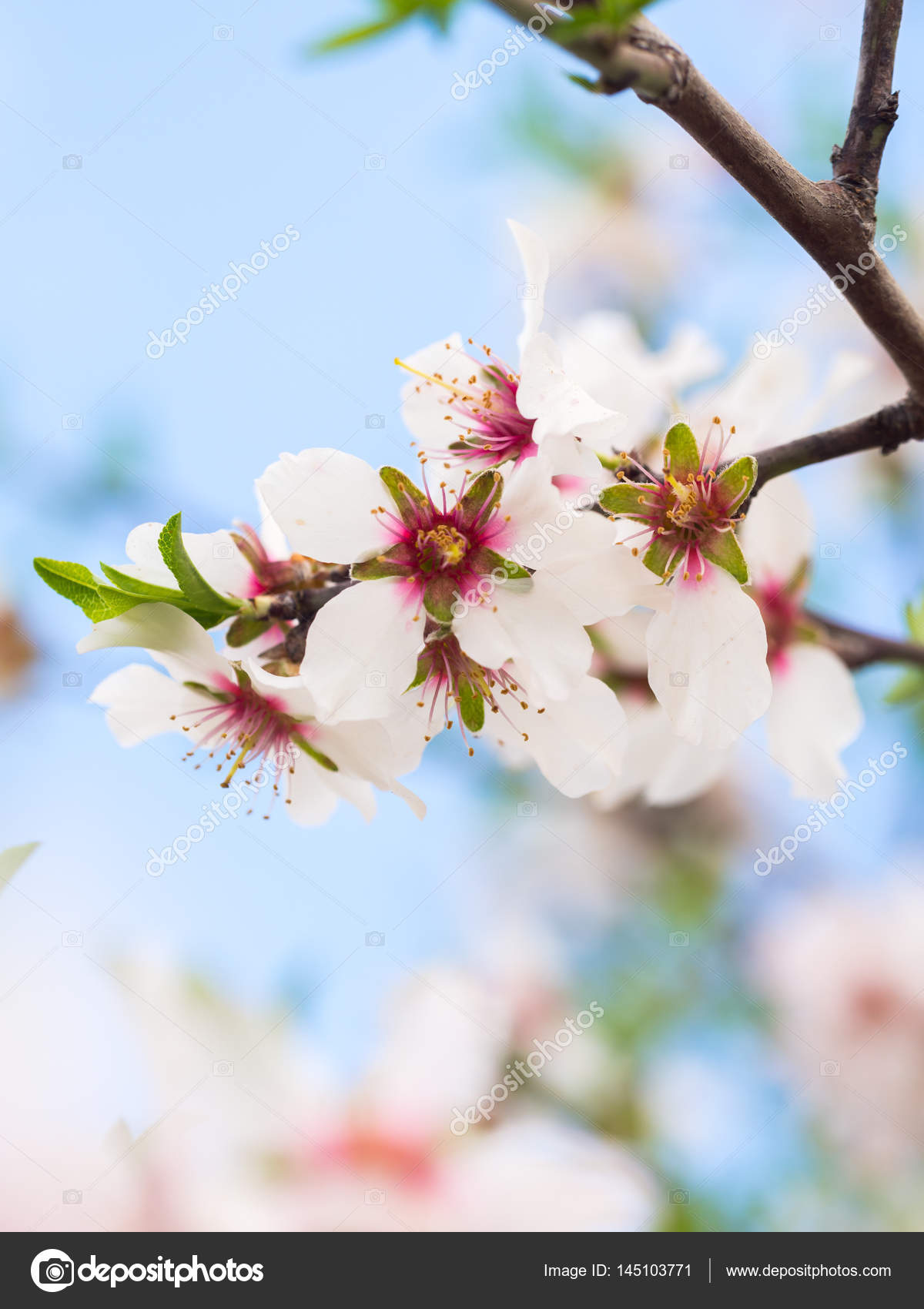 Flowering sweet almond tree — Stock Photo © magdalena.paluchowska ...