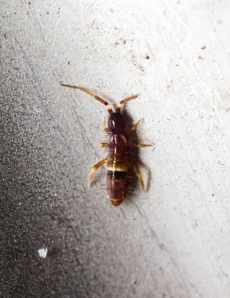 Springtail Stock Photos, Royalty Free Springtail Images | Depositphotos