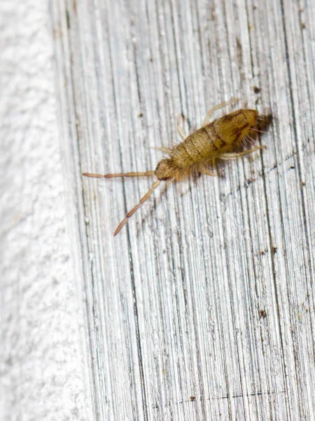 Springtail Stock Photos, Royalty Free Springtail Images | Depositphotos