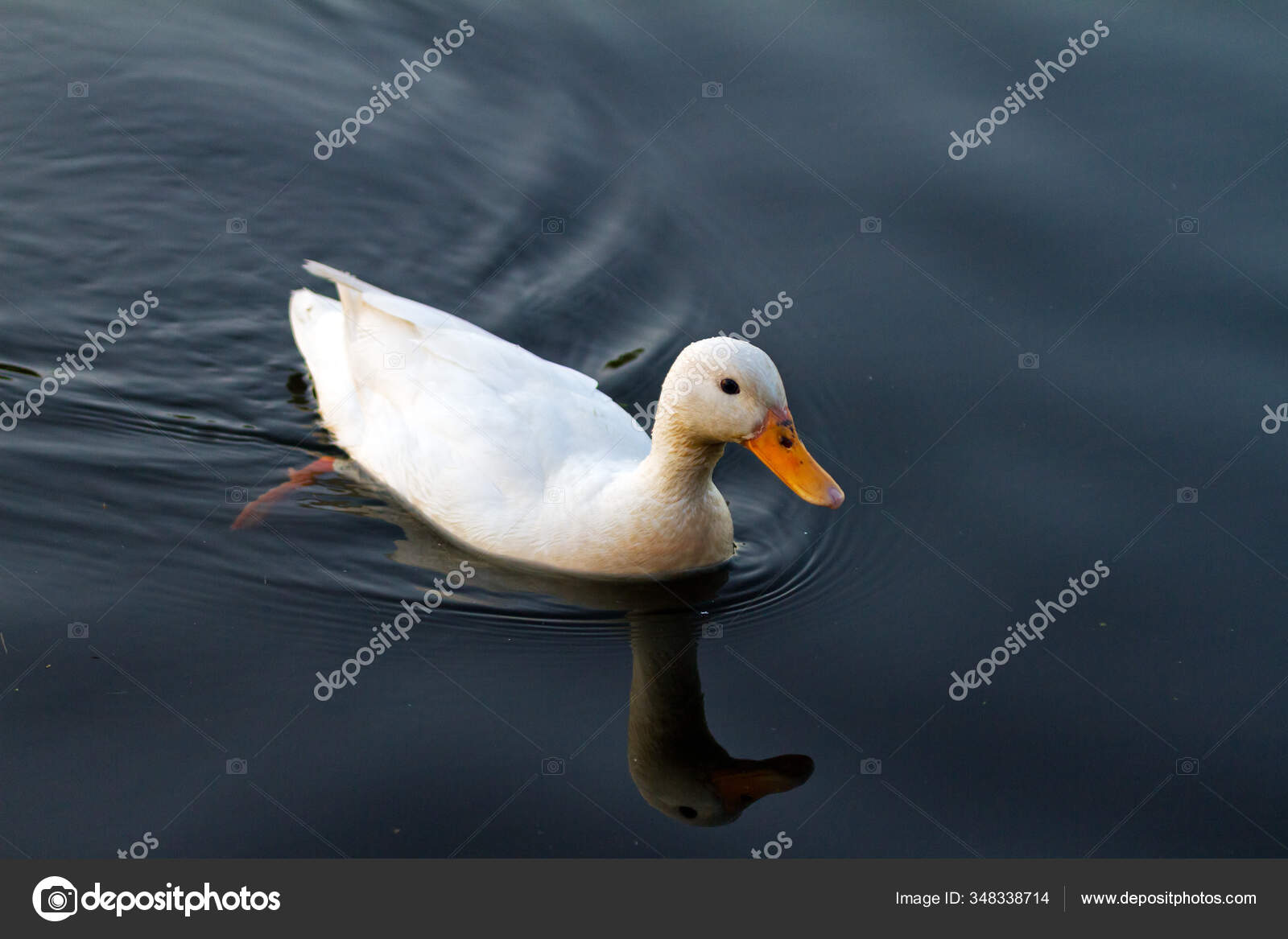 Call Duck Bantam Breed Domesticated Duck Raised Primarily Decoration ...