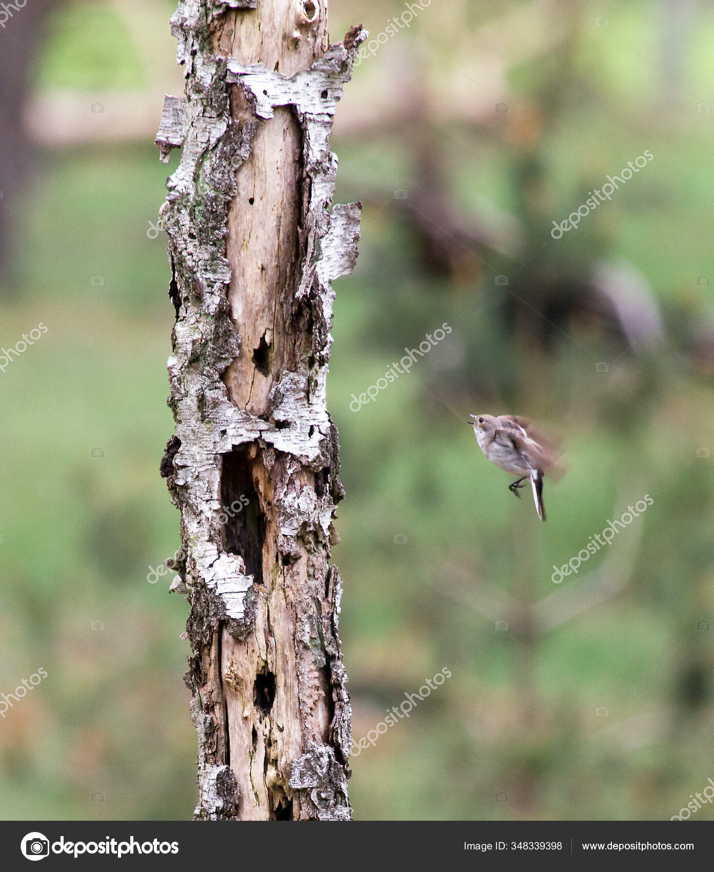 Motion Shot Bird Flying — Stock Photo © dennisvdwater #348339398