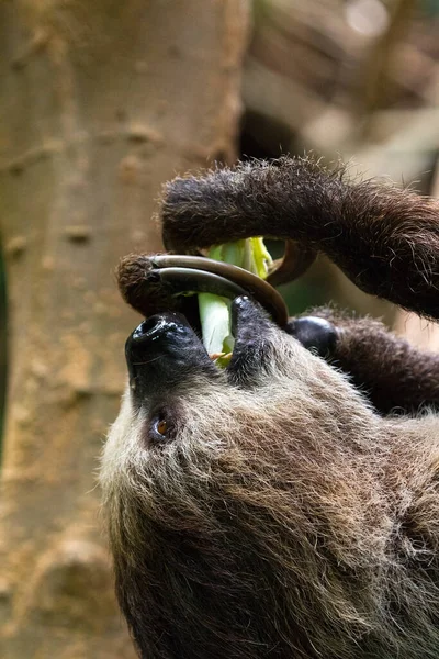 Sloth Eating Fruit
