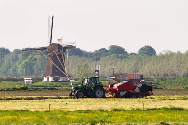 Typical Dutch Rural Scene Spring Sheep Windmill Background Baambrugge ...