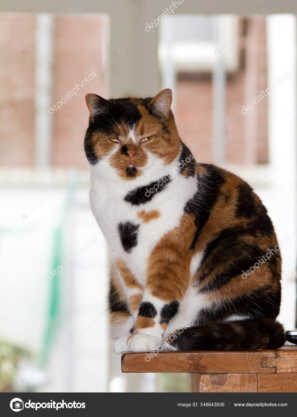 British Shorthair Tortoiseshell