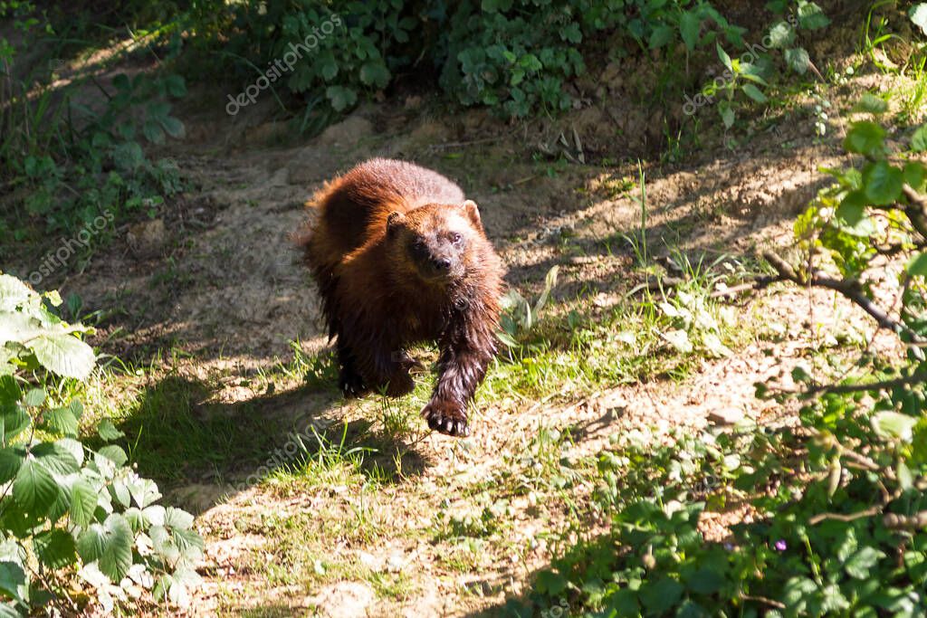 La wolverina, Gulo gulo, también conocida como glutton, carcajou, oso ...