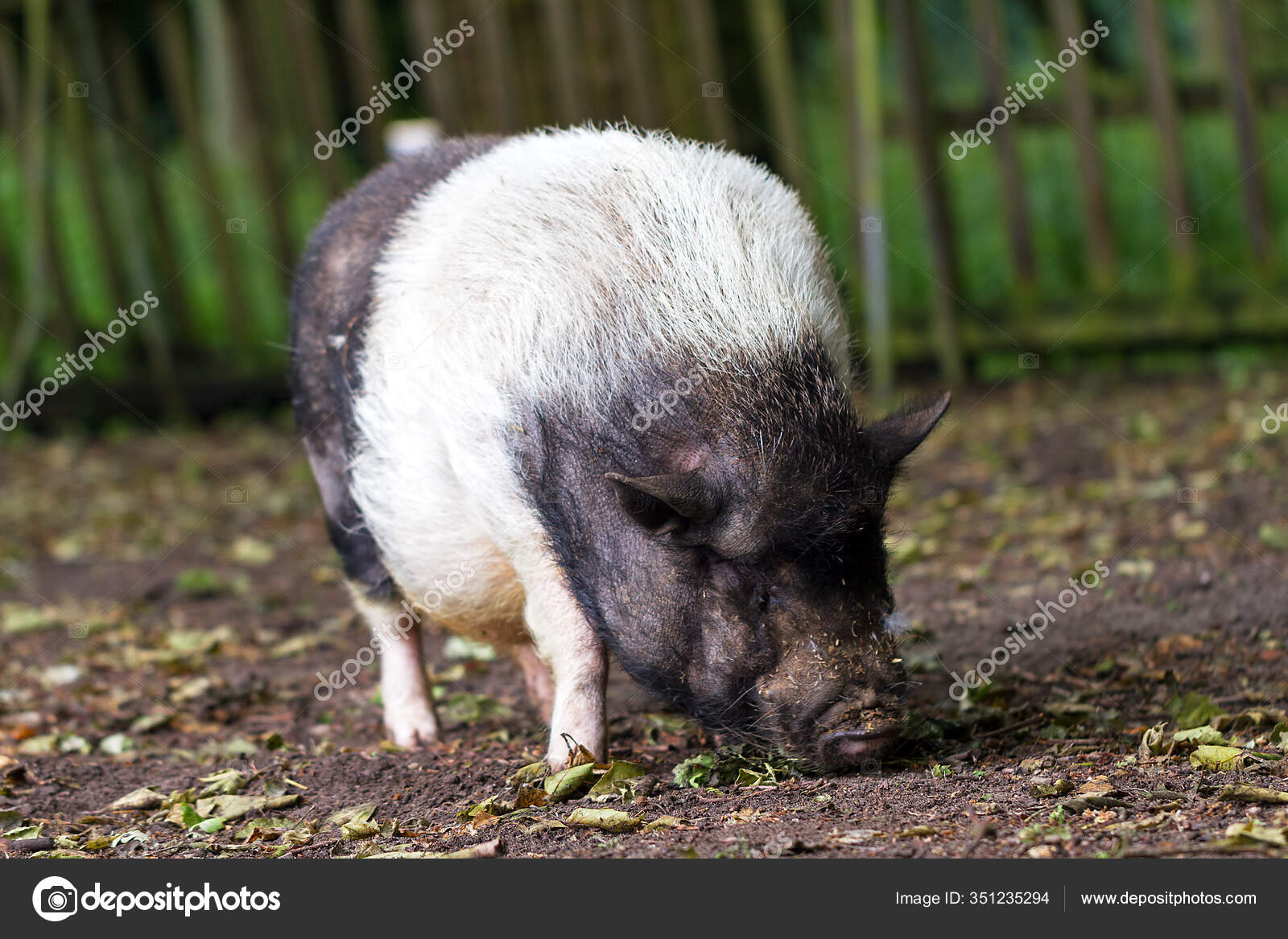 Beautiful Cute Fat Piggy Sus Scrofa Being Happy — Stock Photo ...