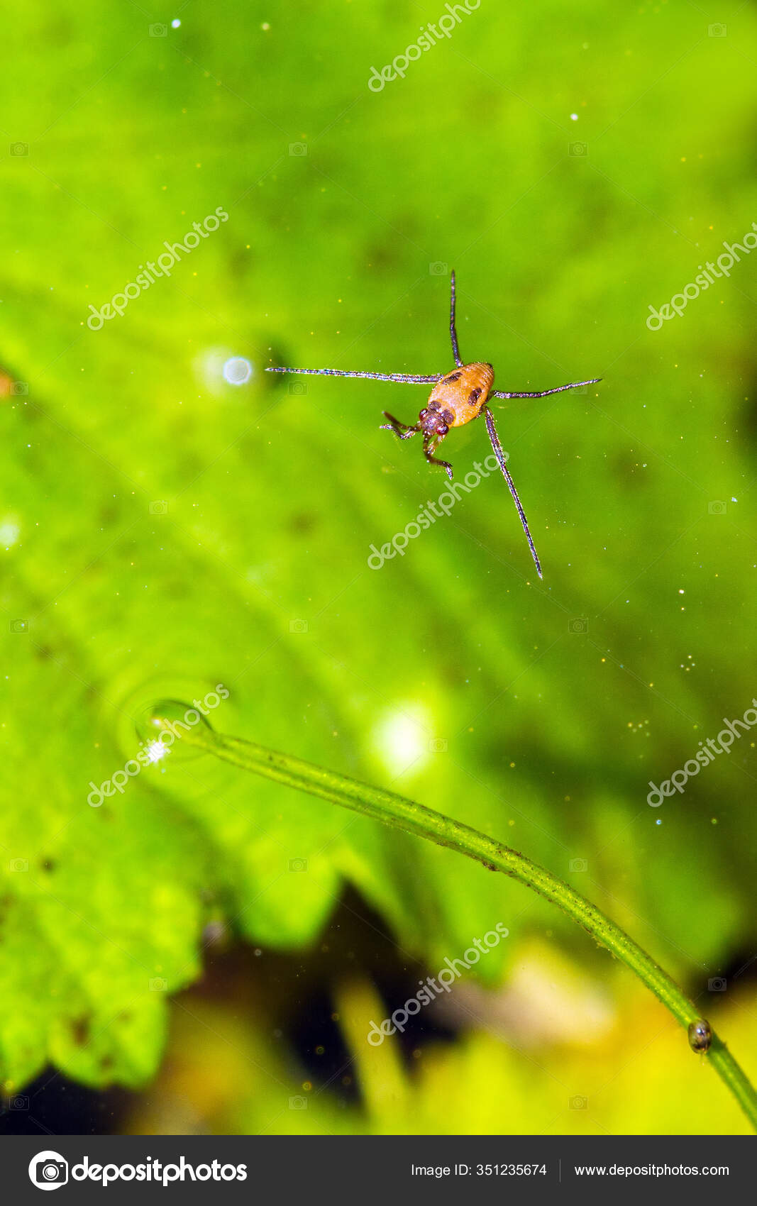 Notonecta Glauca Common Backswimmer Species Aquatic Insect Type ...