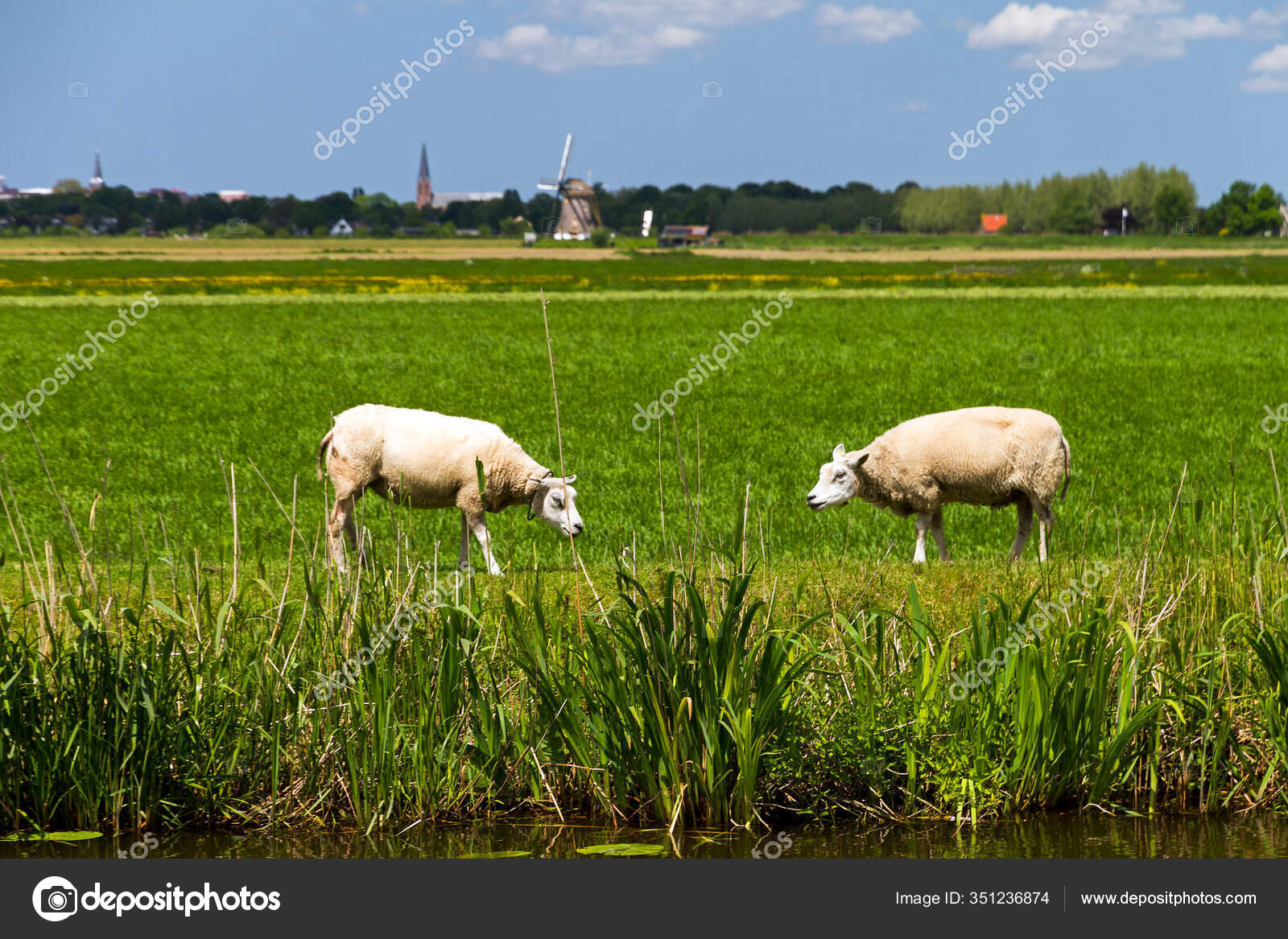 Typical Dutch Rural Scene Spring Sheep Windmill Background Baambrugge ...