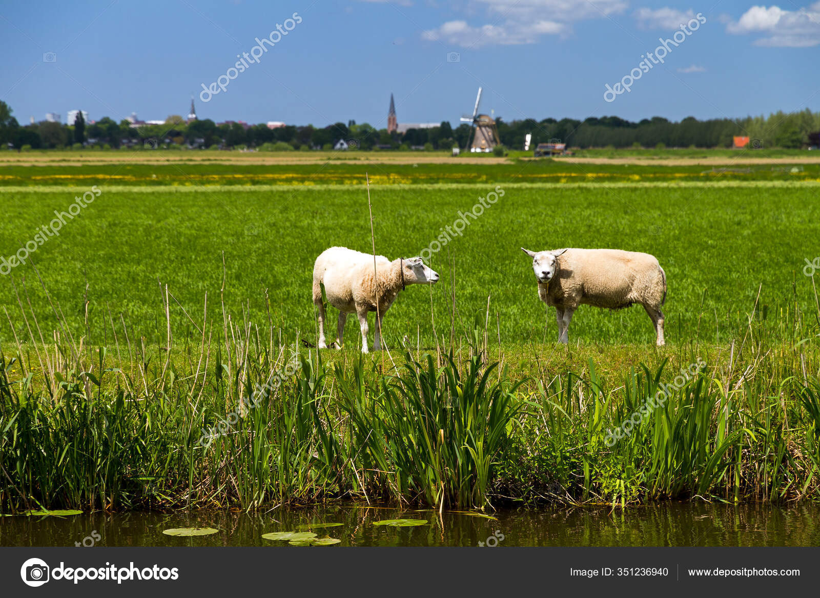 Typical Dutch Rural Scene Spring Sheep Windmill Background Baambrugge ...