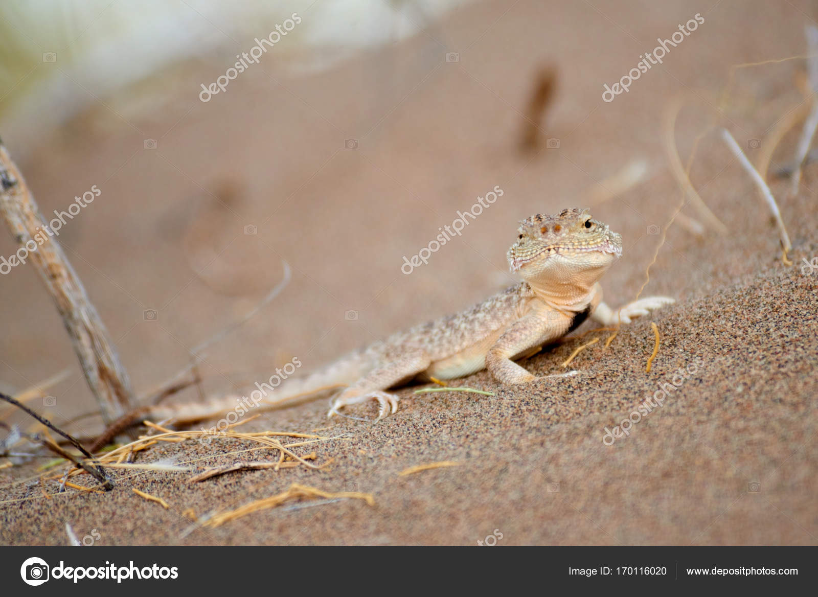 Phrynocephalus mystaceus. Phrynocephalus mystaceus is a species of ...