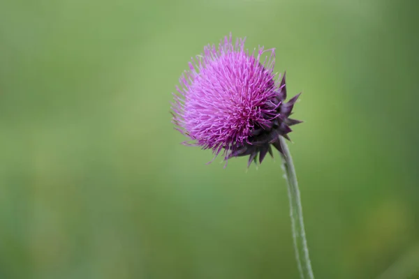 Flower on long stalk.A flower is a complex system of organs of seed ...