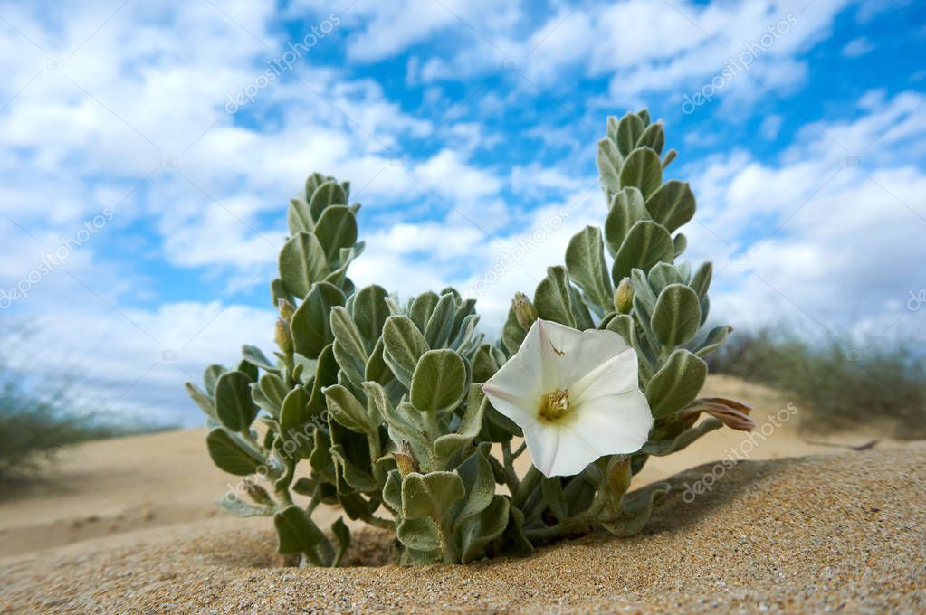 Convolvulus persicus flor blanca que crece en la orilla del mar Caspio ...
