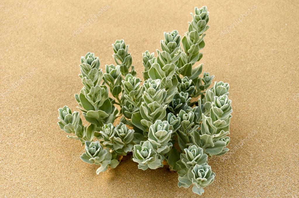 Convolvulus persicus flor blanca que crece en la orilla del mar Caspio ...
