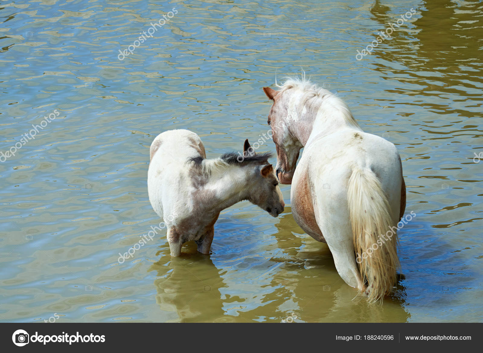 Horses Pond Horse One Two Extant Subspecies Equus Ferus Ungulate ...