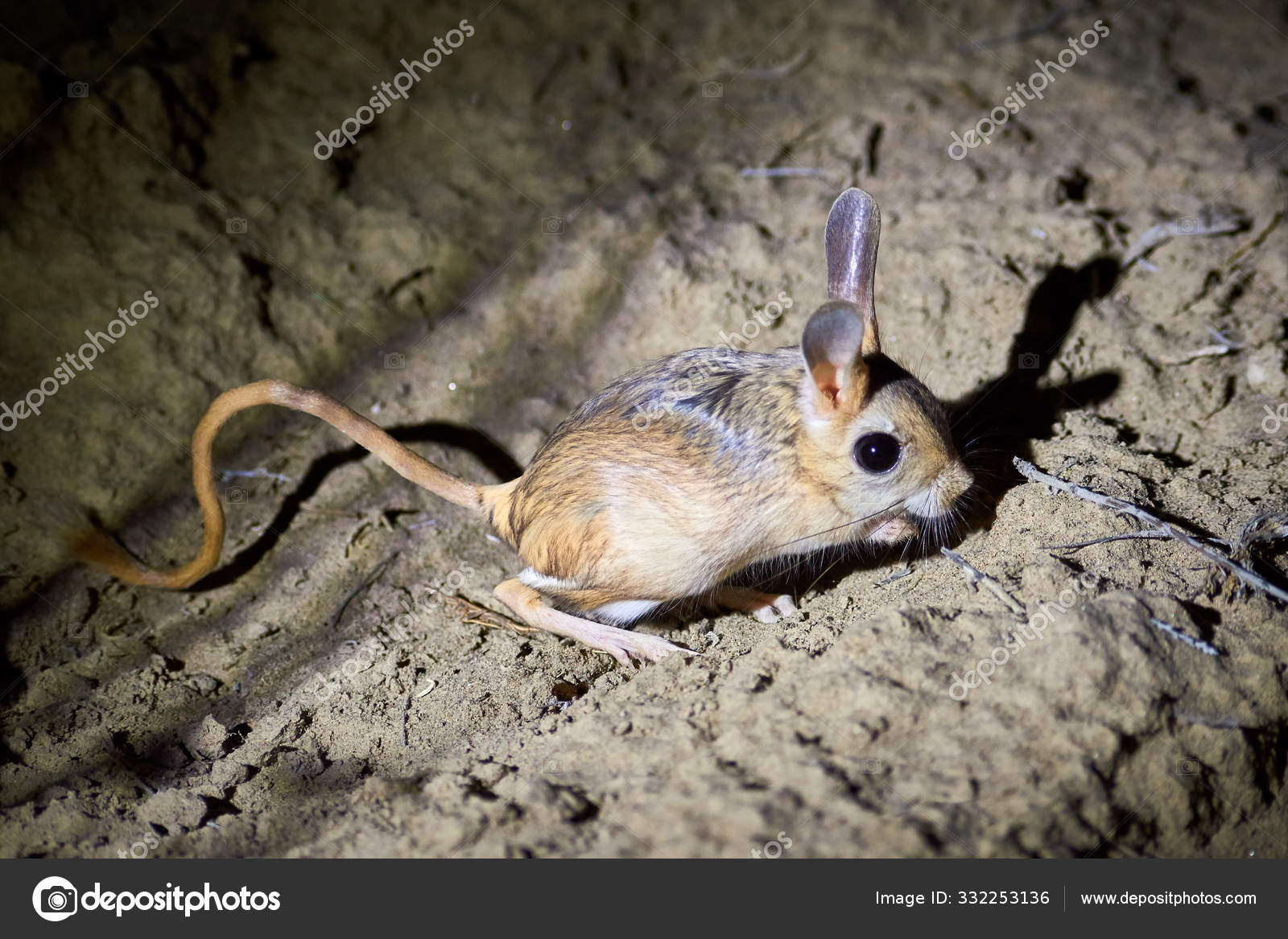 Species In The Sahara Desert Jerboa