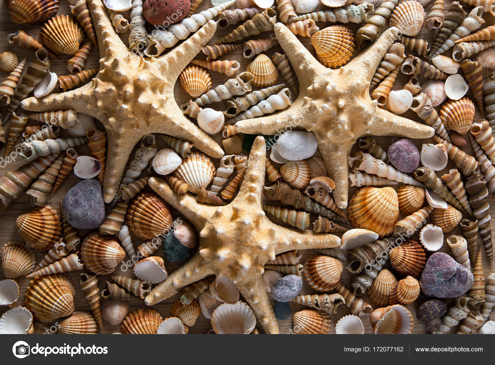 Background of sea shells and starfish Stock Photo by ©chagin 172077162