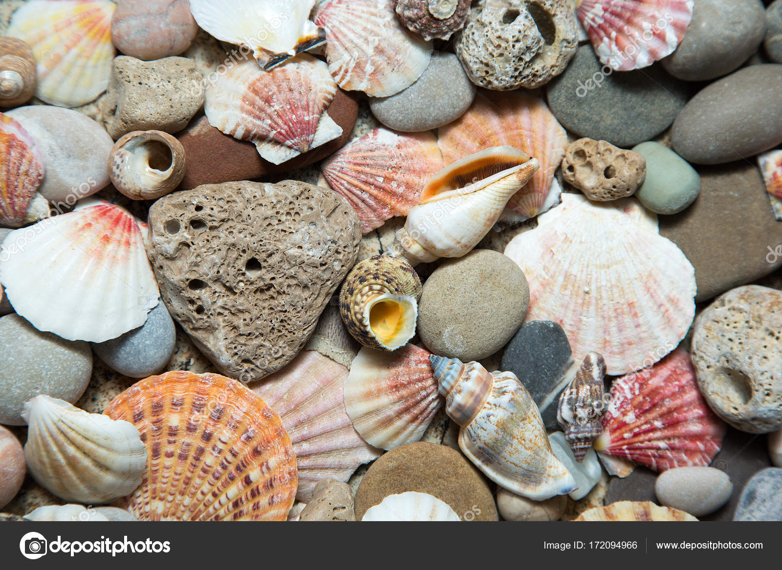 Background of sea shells Stock Photo by ©chagin 172094966