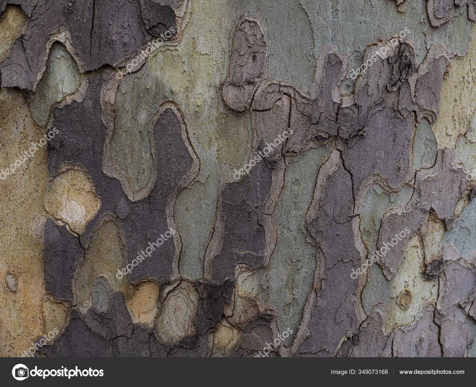Horizontal Photo Textures Bark Different Shades Green Yellow Fris ...