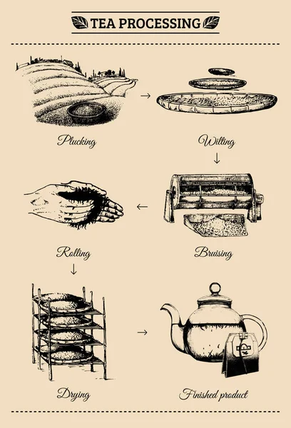 19,817,371 Tea process Vector Images | Depositphotos