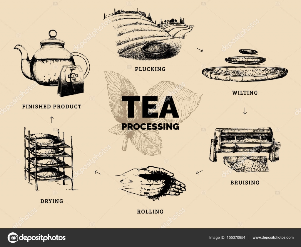 Scheme of authentic tea production Stock Vector Image by ©vladayoung ...