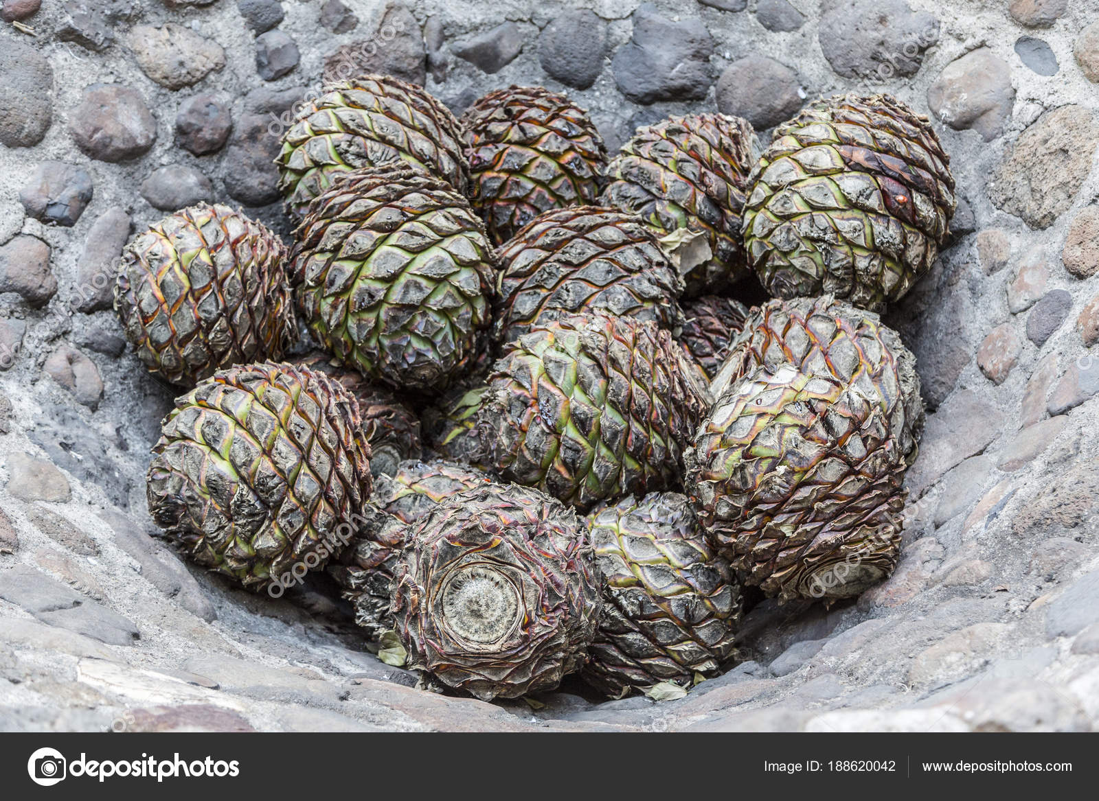 Agave tequila production Stock Photo by ©camaralenta 188620042