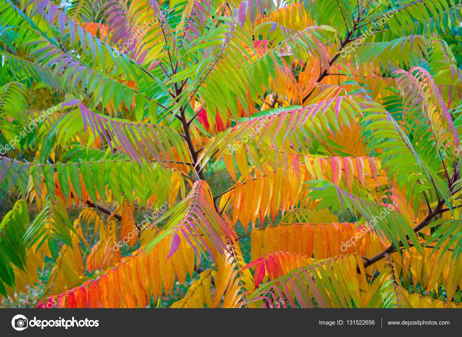 Tree staghorn sumac fall Stock Photo by ©aisheyko799 131522656