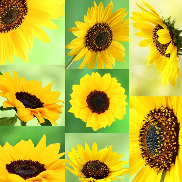 Collage di girasoli fotos de stock, imágenes de Collage di girasoli sin ...