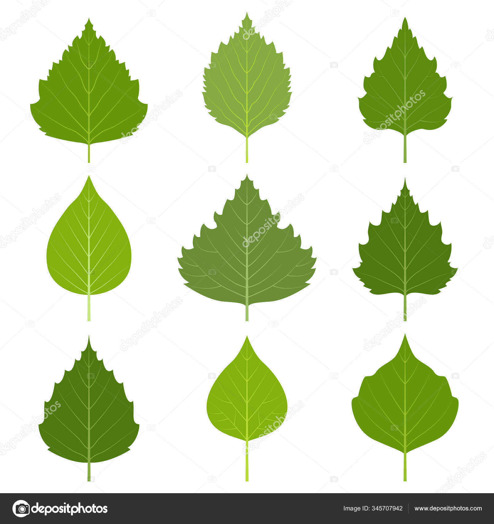 Birch leaves icons. Stock Vector by ©Alice3000 345707942