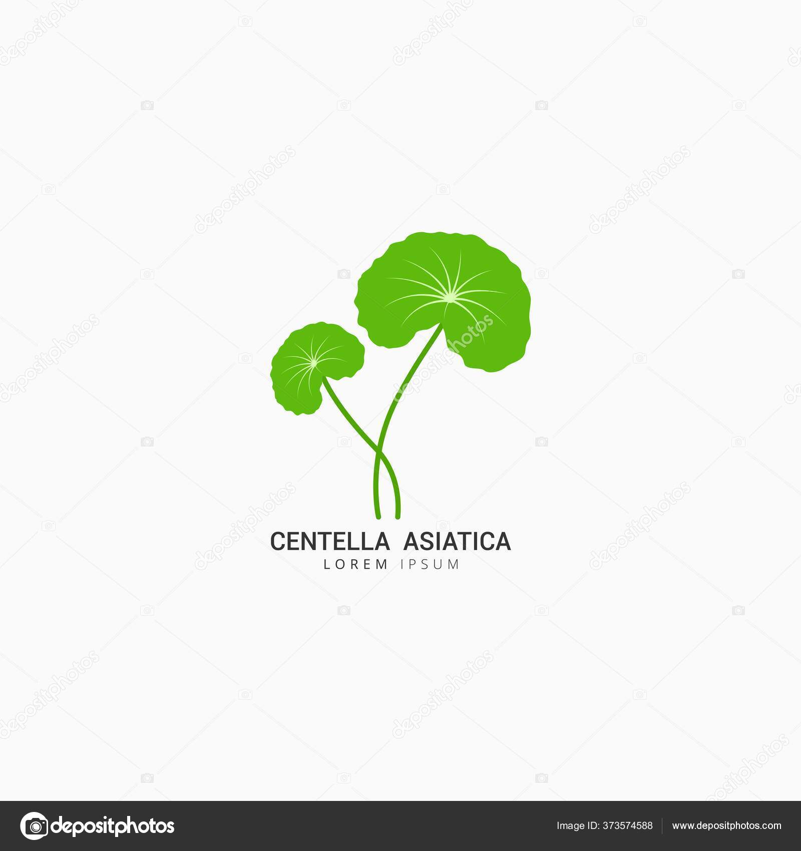 Centella Asiatica Icon Logo Vector Design Template Stock Vector by ...