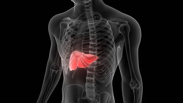 Human Digestive System Stomach Side View Stock Photo by ©YAYImages ...