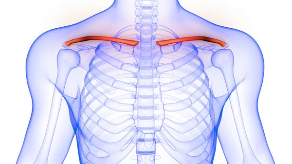 Trigger point structure Stock Photos, Royalty Free Trigger point ...