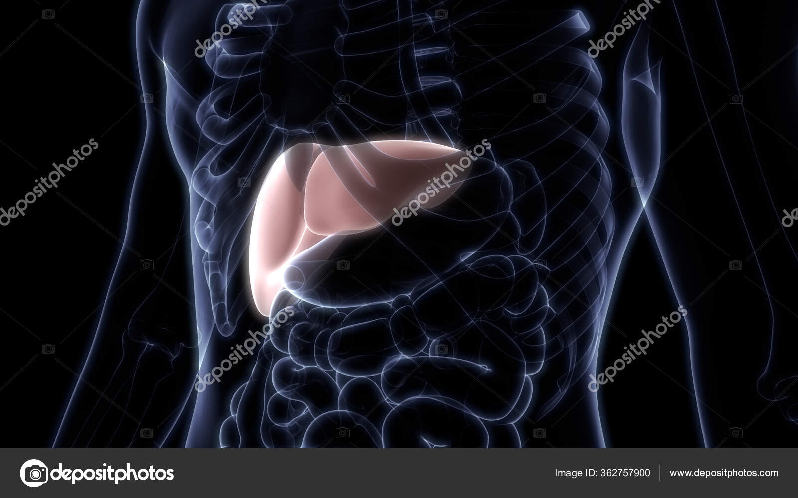 Liver Part Human Digestive System Anatomy Ray Rendering — Stock Photo ...