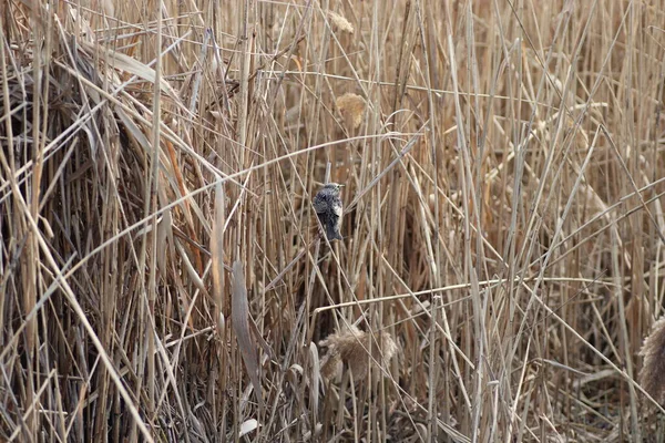 Beautiful reed Stock Photos, Royalty Free Beautiful reed Images ...