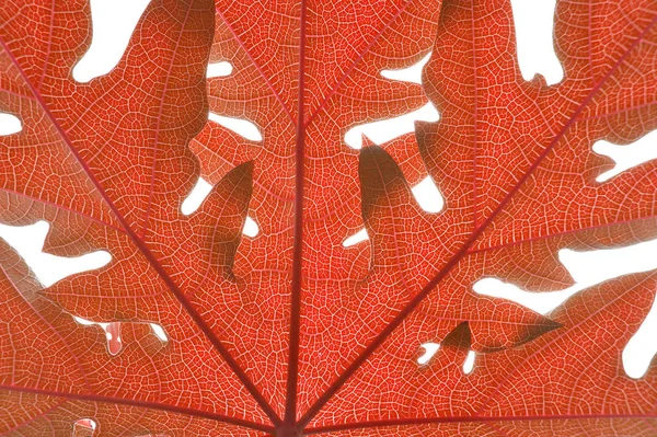 Abstract maple leaf Stock Photos, Royalty Free Abstract maple leaf ...