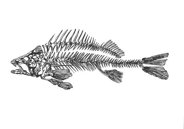 Hal rajzok Stock fotók, Hal rajzok Jogdíjmentes képek | Depositphotos