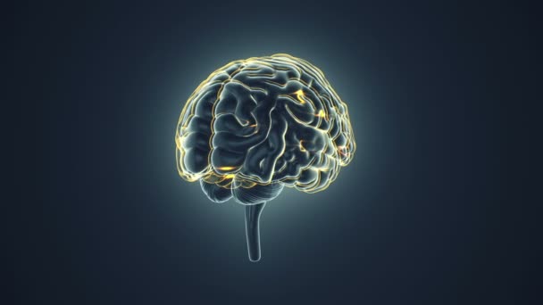 Rotating Brain Animation 3d Brain Rotating Gold Brain On Stock Footage