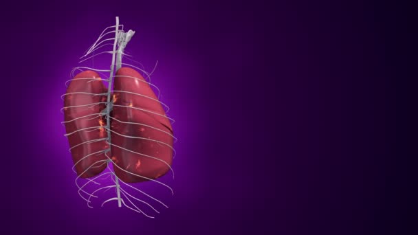 359 Emphysema Videos, Royalty-free Stock Emphysema Footage | Depositphotos