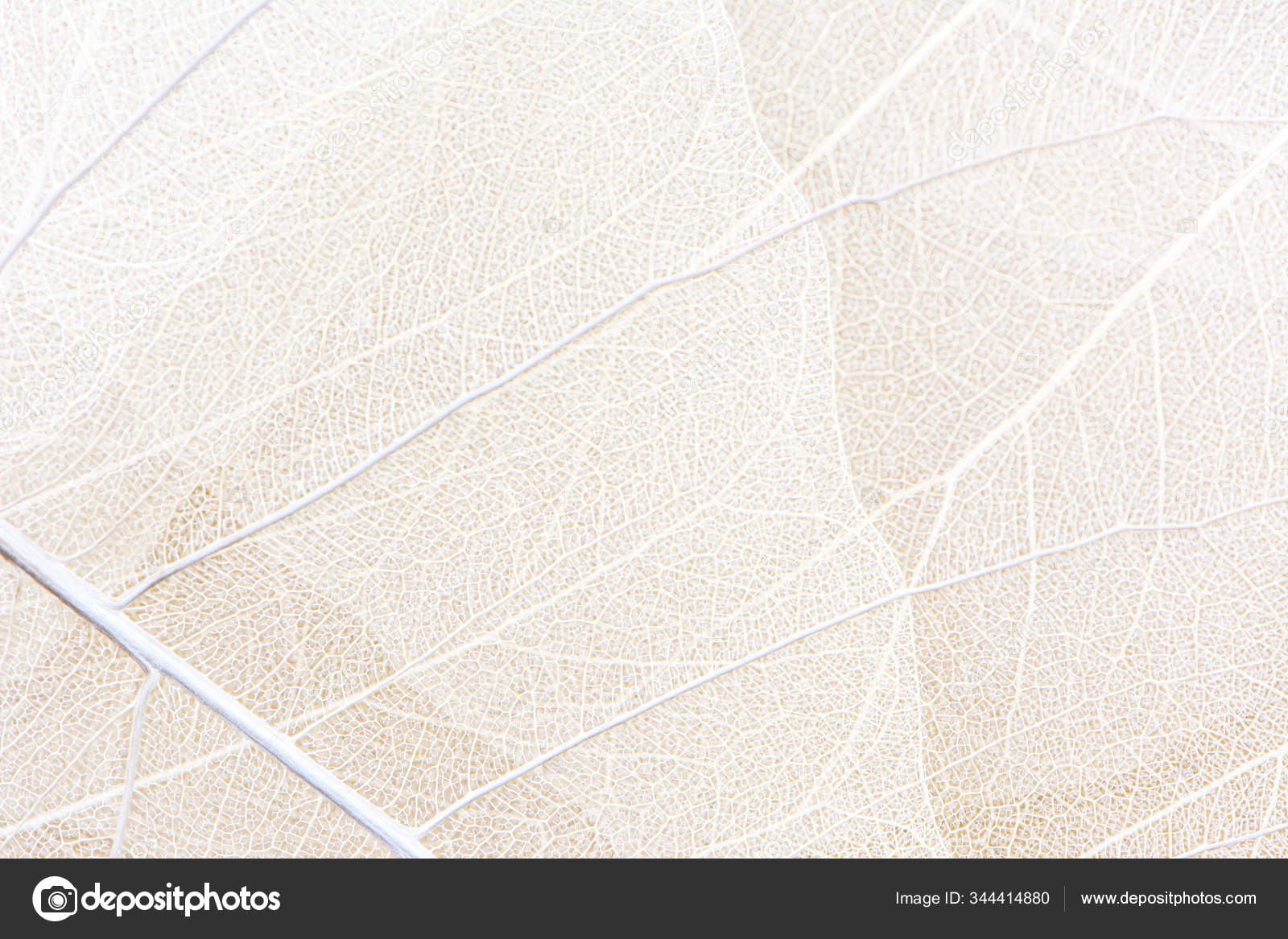 Close Fiber Structure Dry Leaves Texture Background Cell Patterns ...