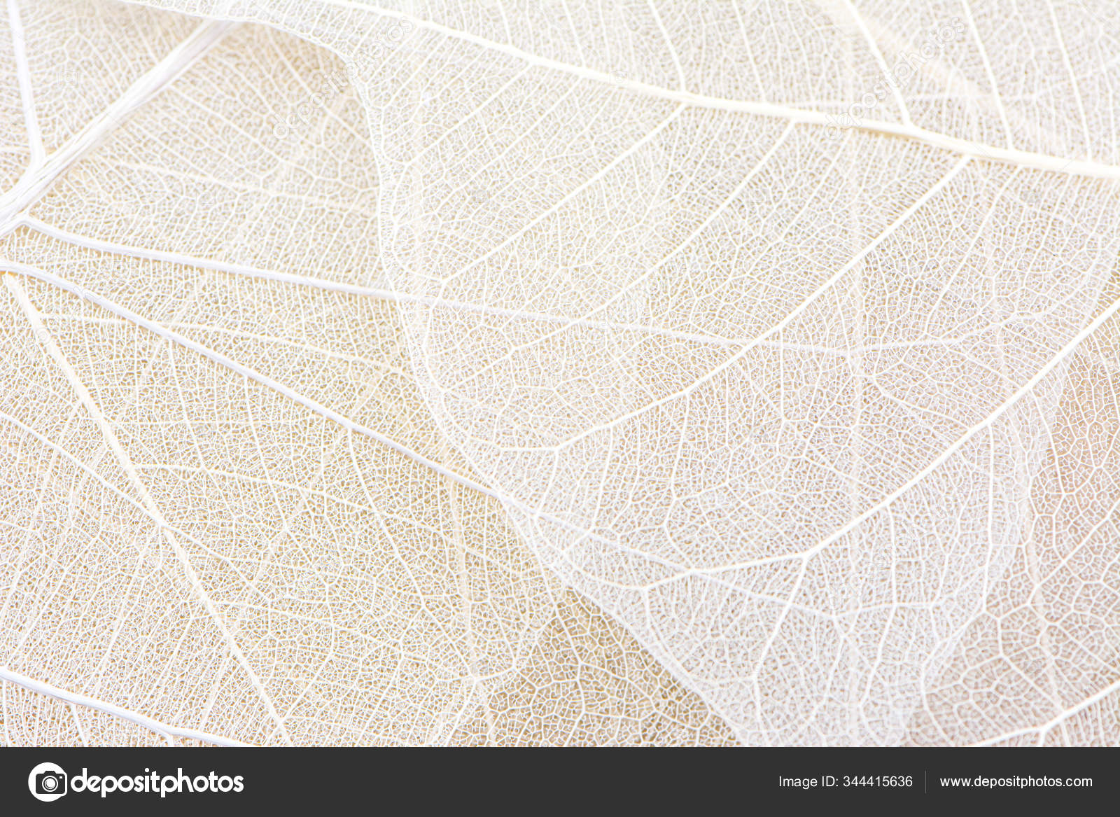 Close Fiber Structure Dry Leaves Texture Background Cell Patterns ...